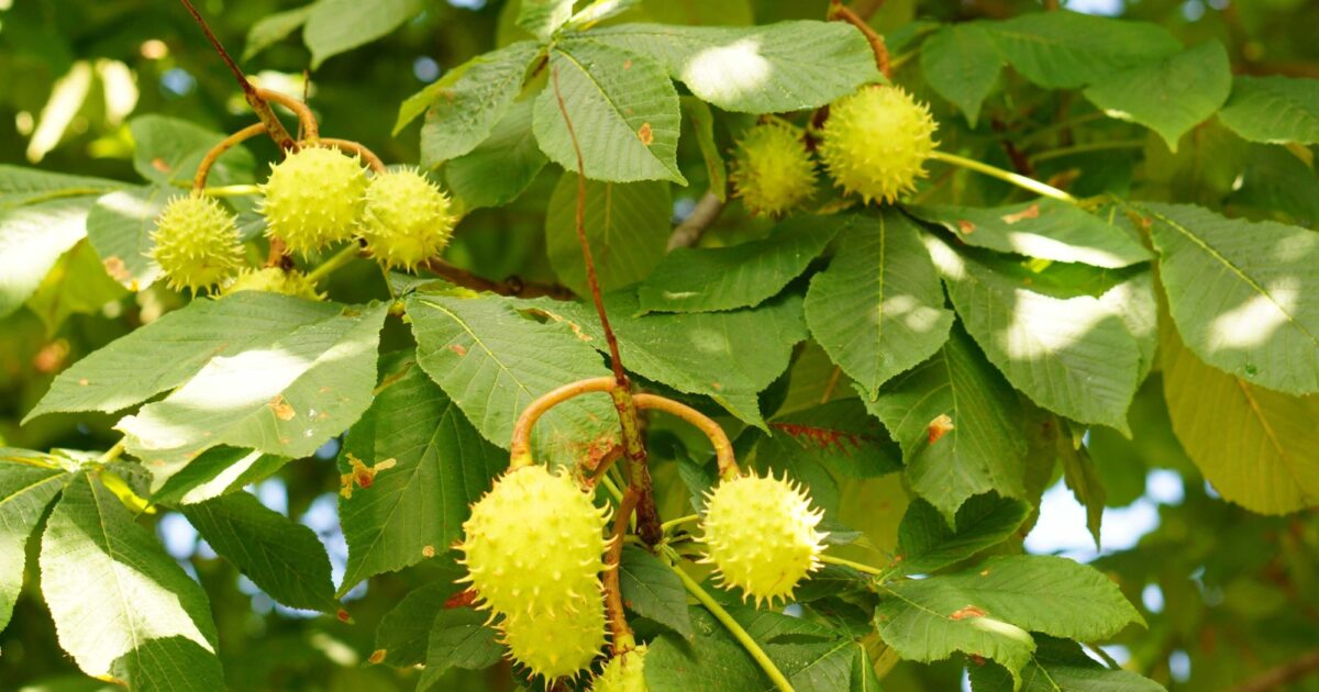 Pagaštan konský lieči žilové ochorenia | Zdravopedia.sk