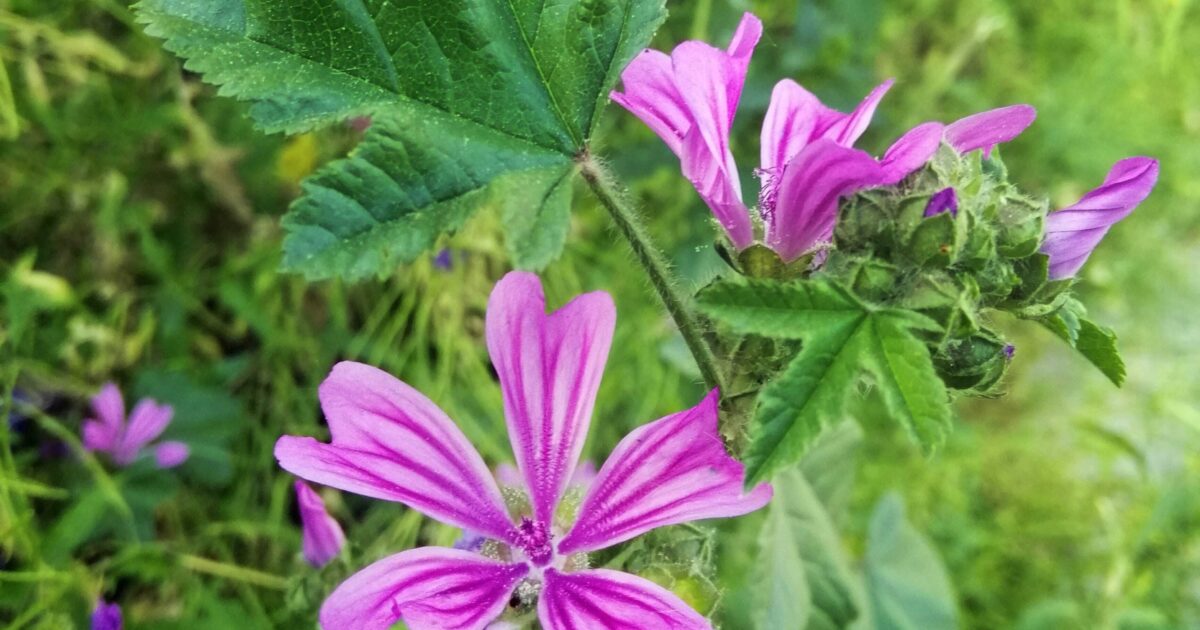 Sléz maurský léčí sliznice dýchacích cest. | Zdravopedie.cz