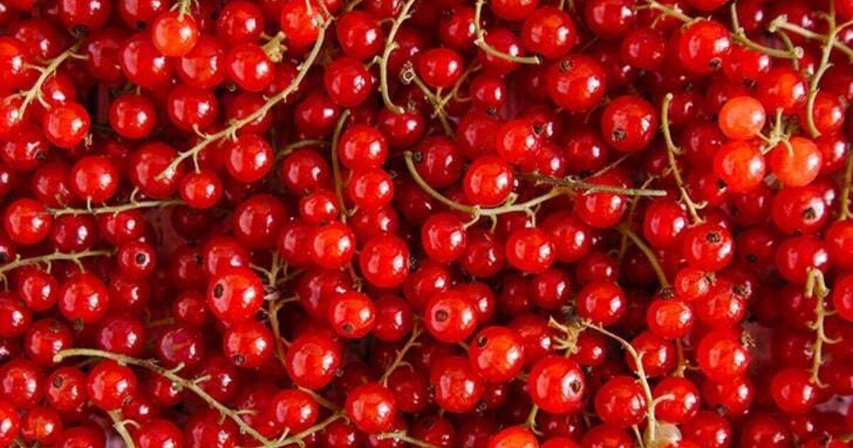 Červené ríbezle - 6 účinkov na zdravie | Zdravopedia.sk