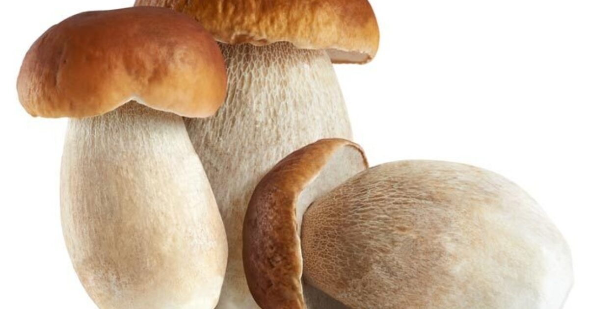 Hřib smrkový - 6 účinků na zdraví | Zdravopedie.cz