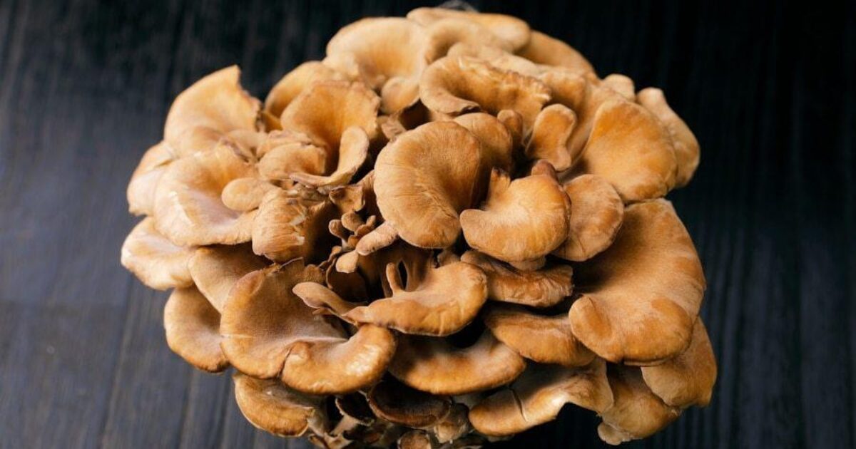 Maitake - 5 účinkov na zdravie | Zdravopedia.sk