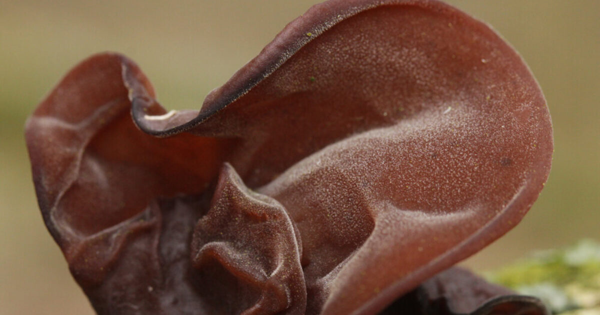 Wood ear (Judášovo ucho) huba - 5 účinkov na zdravie | Zdravopedia.sk