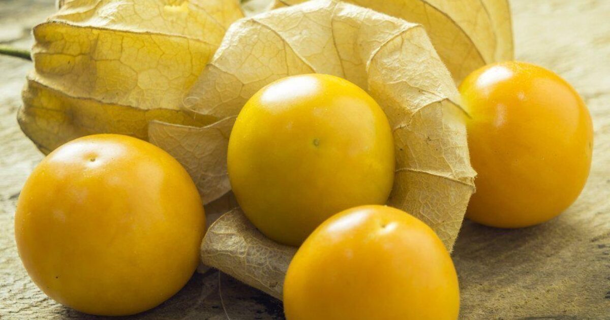 Physalis - 8 účinkov na zdravie | Zdravopedia.sk