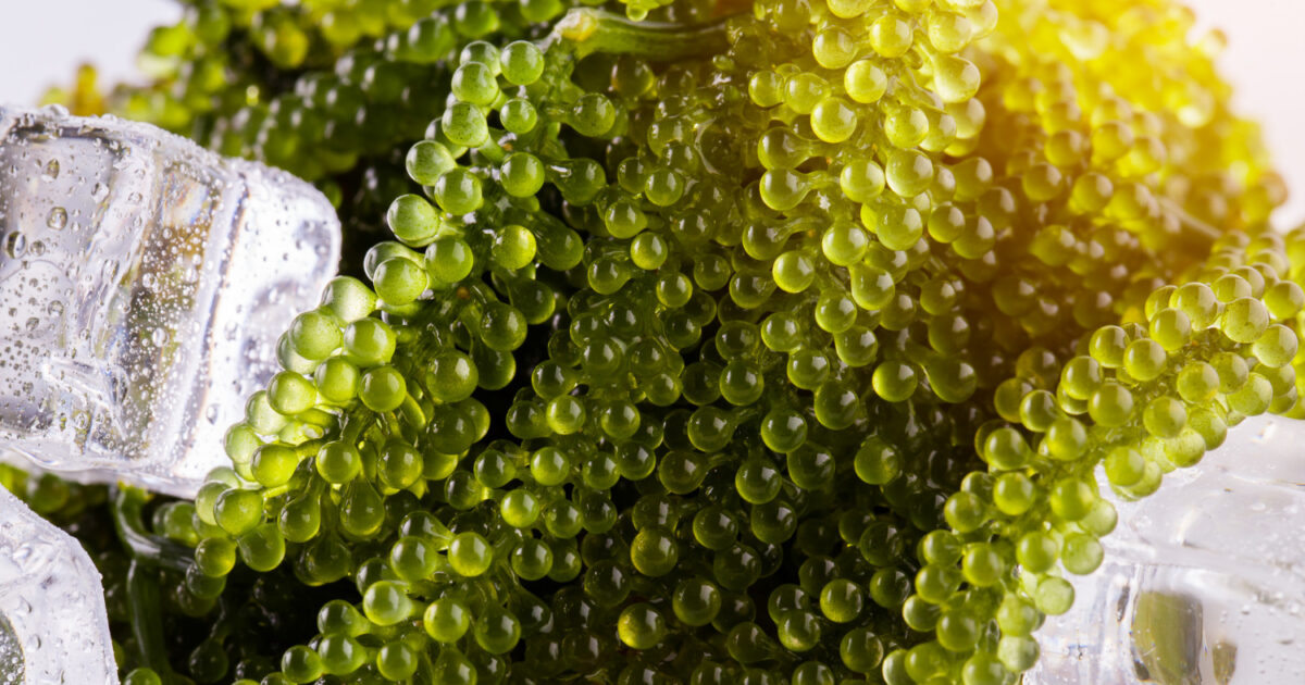 Umi-budo (morské hrozno) - 7 účinkov na zdravie | Zdravopedia.sk