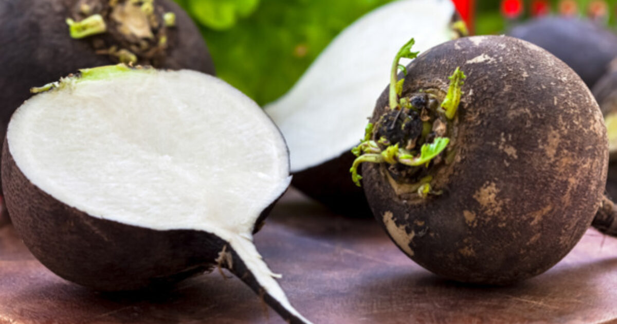 Reďkovka čierna - 9 účinkov na zdravie | Zdravopedia.sk