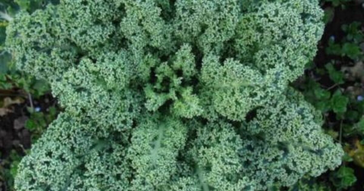 Kadeřavá kapusta - 10 účinků na zdraví | Zdravopedie.cz