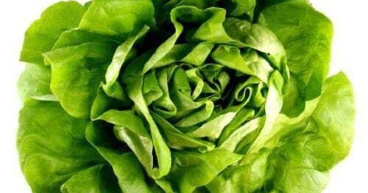 Hlávkový šalát - 10 účinkov na zdravie | Zdravopedia.sk