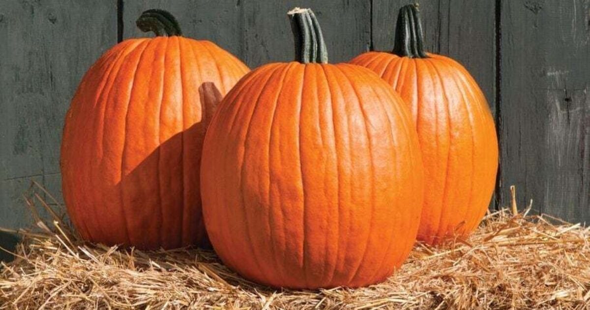 Tekvica - 10 účinkov na zdravie | Zdravopedia.sk